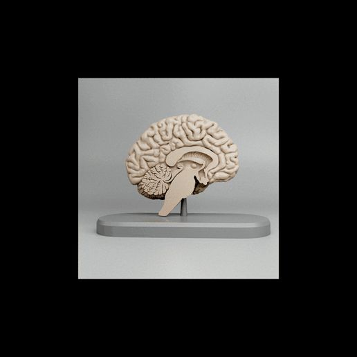 🧠 Brain Anatomy Cross-Section 3D print・ STL File for 3D printing・Cults