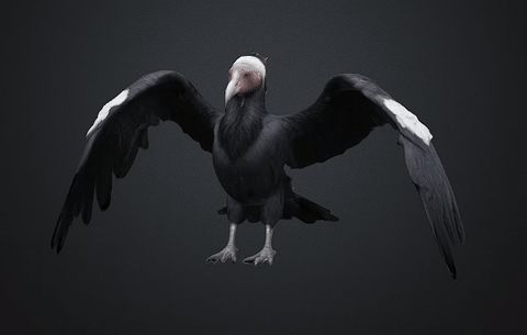 3D file DiB Andean Condor Glb for 3D Printer 🖨️ ・3D printable model to ...