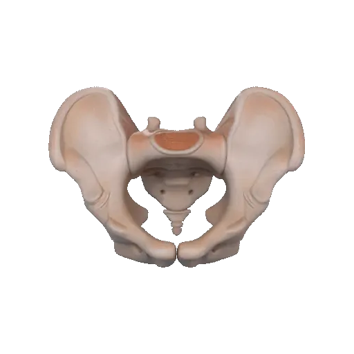 🫀 Human Pelvis + Sacrum + Coccyx - Realistic 3D Anatomical Model (For ...