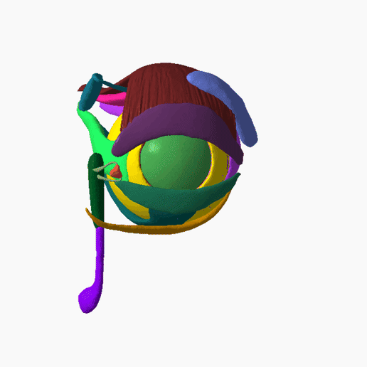 3D file LEFT EYE SEGMENTED 3D MODEL IN 25 PARTS ⬅️ ・3D printable model ...