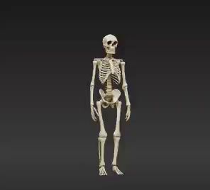 💀 Movable Human Skeleton - Full-Size Educational Anatomy Display・ STL ...