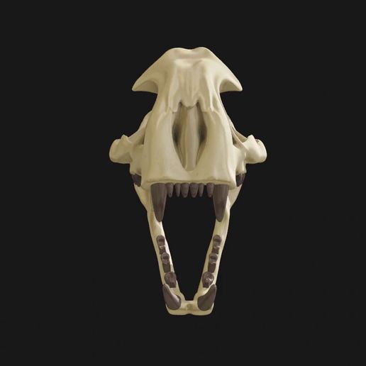 💀 Proailurus skull・ STL File for 3D printing・Cults