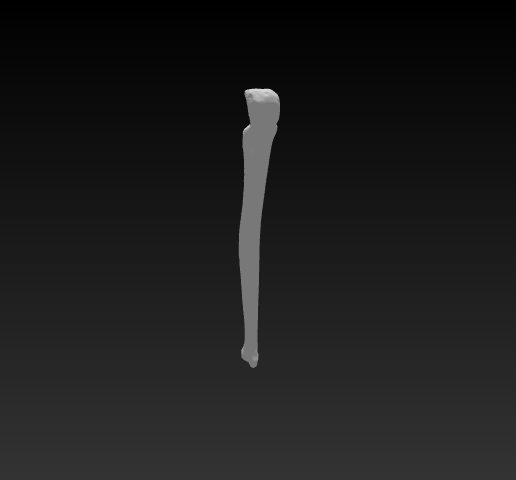 🦴 Human Ulna Bones (Left & Right) – 3D Printable Forearm Anatomy Pack ...