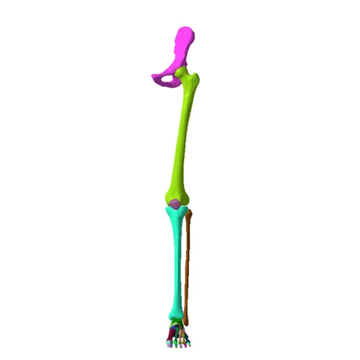 💀 SKELETON OF LEFT LOWER LIMB 33 PARTS・Archivo 3D para Impresión 3D・Cults
