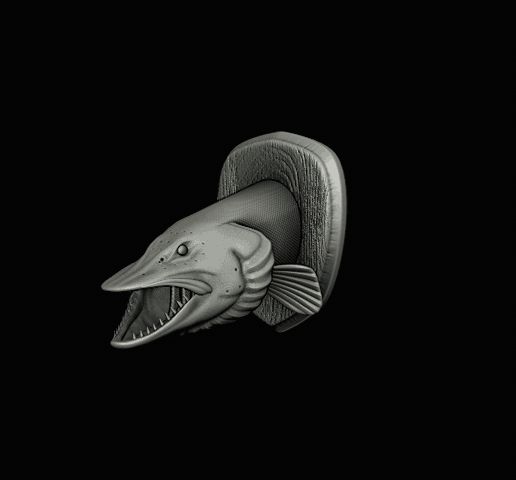 🐠 fish pike muskellunge muskie / Esox masquinongy head trophy open ...