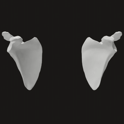 Human Anatomy best STL files for 3D printer・54 models to download・Cults