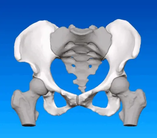 🫀 Anatomical Female Pelvis Model - Articulated Bone Structure・ STL File ...