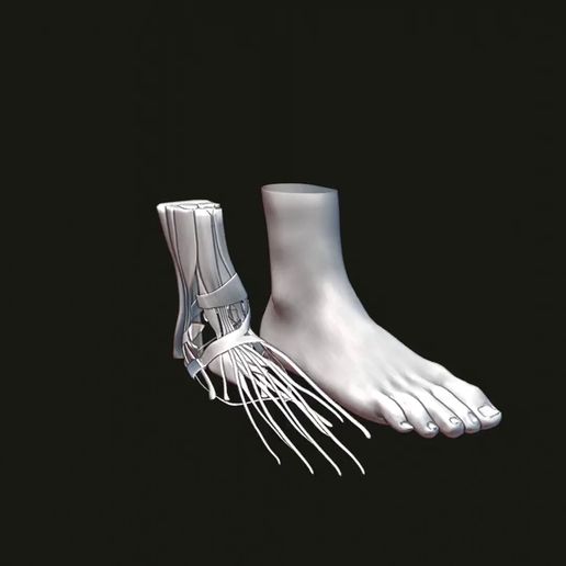🦶 Feet Anatomy・ STL File for 3D printing・Cults