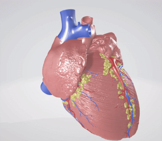 💜 Ultra Realistic High-Resolution 3D Normal Heart Model with Aorta ...
