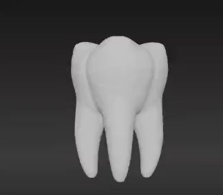 🦷 Detailed Human Molar - Educational Dental Model for 3D Printing・ STL ...