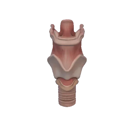 🫀 Human Larynx - Realistic 3D Anatomical Model (For Collectors ...
