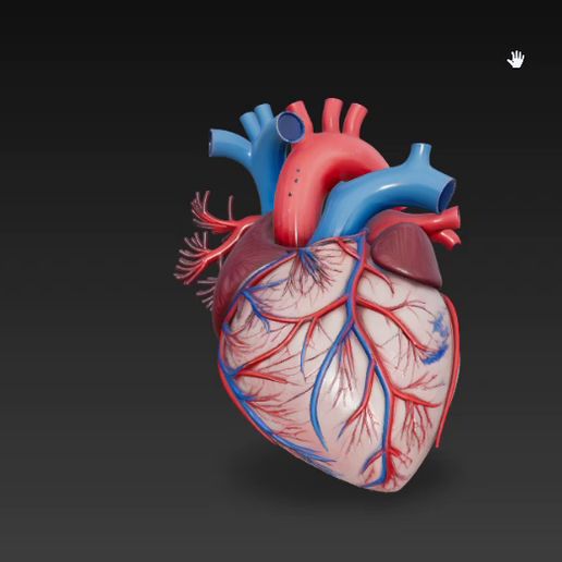 💜 Corazón Humano・Archivo STL para Impresión 3D・Cults