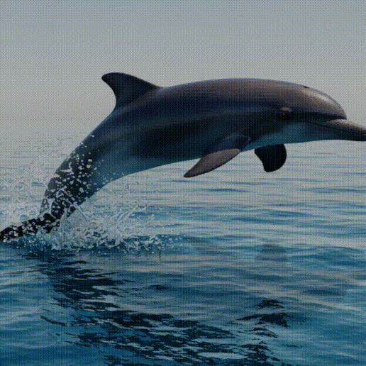 🐬 Dolphin・Free STL File for 3D printing・Cults