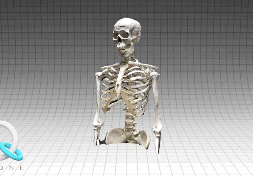 💀 Skeleton scanned with Qlone・Free STL File for ・Cults