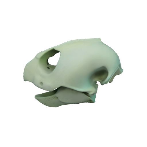 💀 3D model represents the skull of a sea turtle.・ STL File for 3D ...