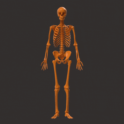 💀 FUll HUMAN BODY BONES SEGMENTED IN 295 Parts・ 3D File for 3D printing ...